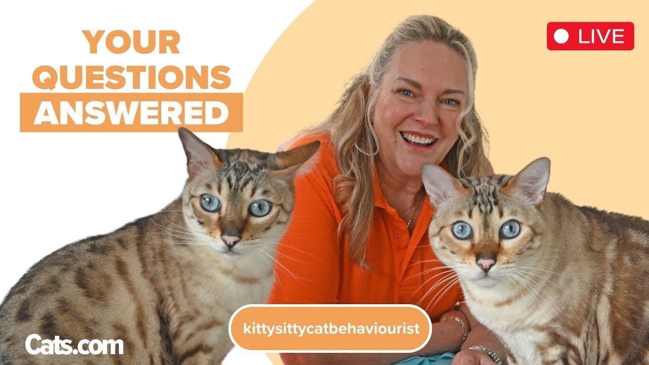 Your Cat Questions Answered By Clinical Feline Behaviourist KITTYSITTY ...