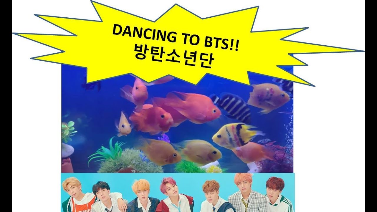BLOOD PARROT FISH DANCING TO | BTS (방탄소년단) Dynamite AQUARIUM MV | K ...