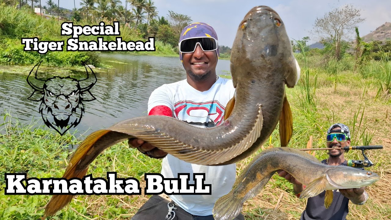 🤔How to catch Snakehead😍How to Make them strike #sagayfishing #fishing ...