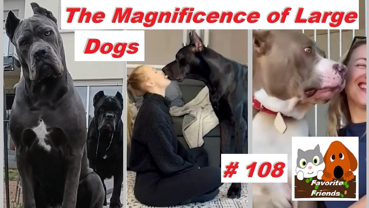 Favorite Friends #108 / The Magnificence of Large Dogs #big_dogs - YouTube