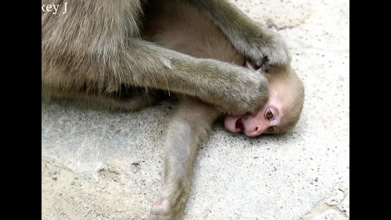 Gentle grooming to baby monkey - YouTube