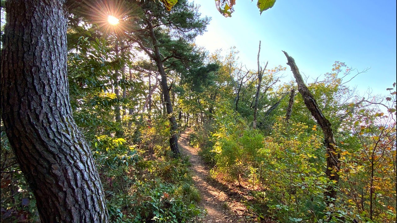 Walking in the beautiful autumn forest, mountain trail, bugs and sounds ...
