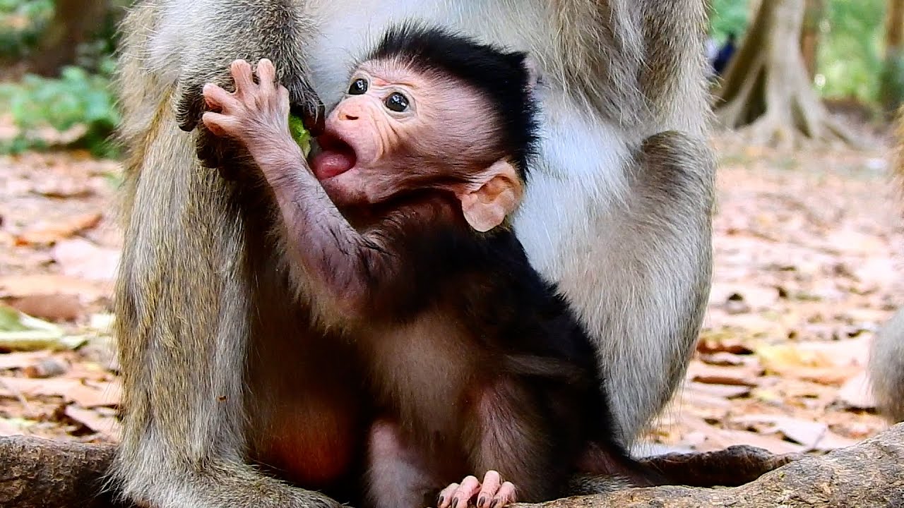 Gio need extra food Gio try to get food from Momma Gladdis - YouTube