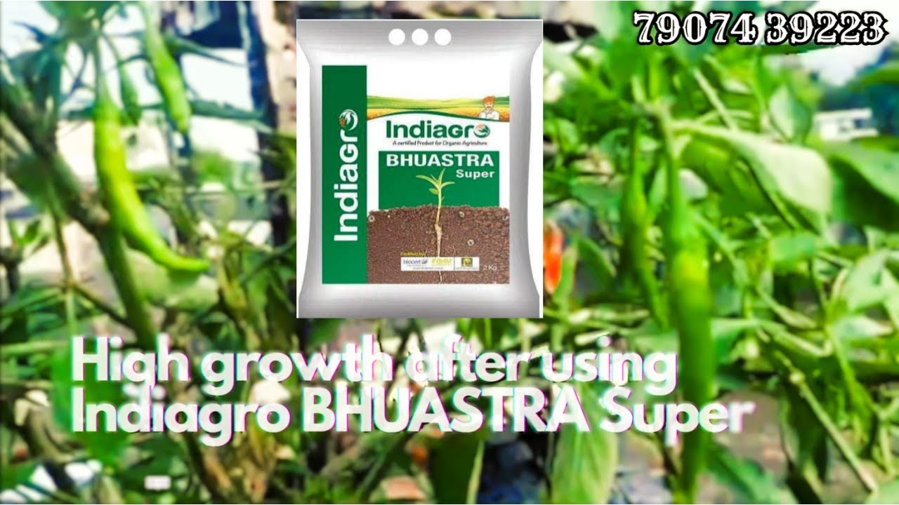 Chilli plant growth after using Indiagro BHUASTRA Super - YouTube