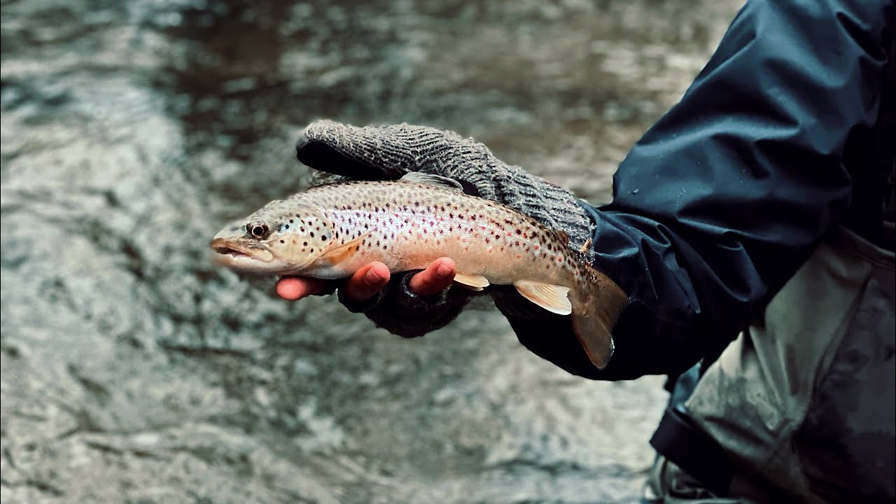 Centerpin Fishing Trout (BOBBERS DOWN) - YouTube