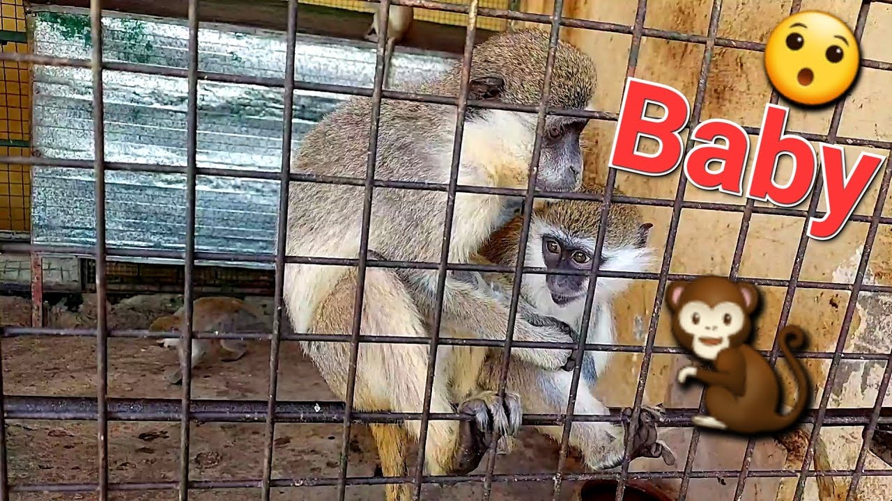 Monkeys Bibi😯 #monkey #cuteanimals #animals #funnyanimals #babymonkey # ...