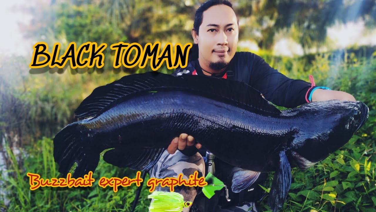 Strike black toman dengan buzzbait dari expert graphite - YouTube