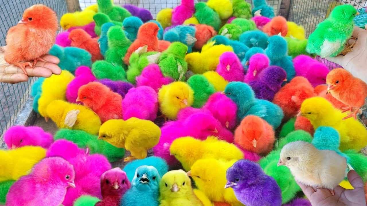Catch Cute Chickens,Colorful Chickens, Rainbow Chickens, Cute, Ducks ...