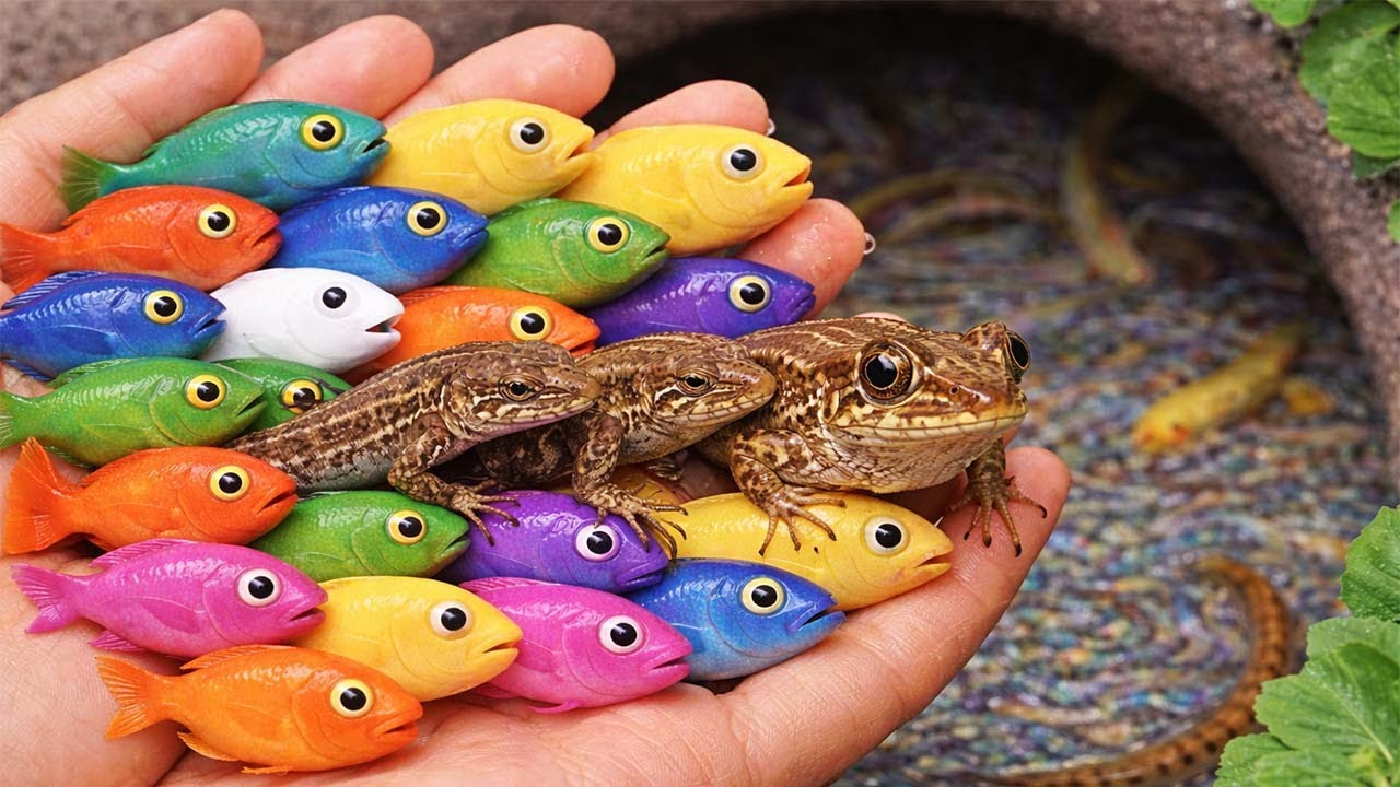 Catching strange freshwater fish in ponds with colorful frogs, giant ...
