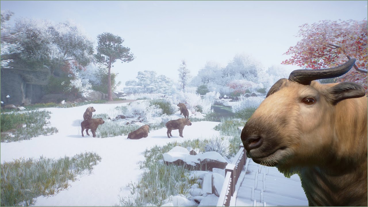 🐂Takin habitat in the mountain | Quaco Zoo | Planet Zoo | speedbuild 🌻 ...