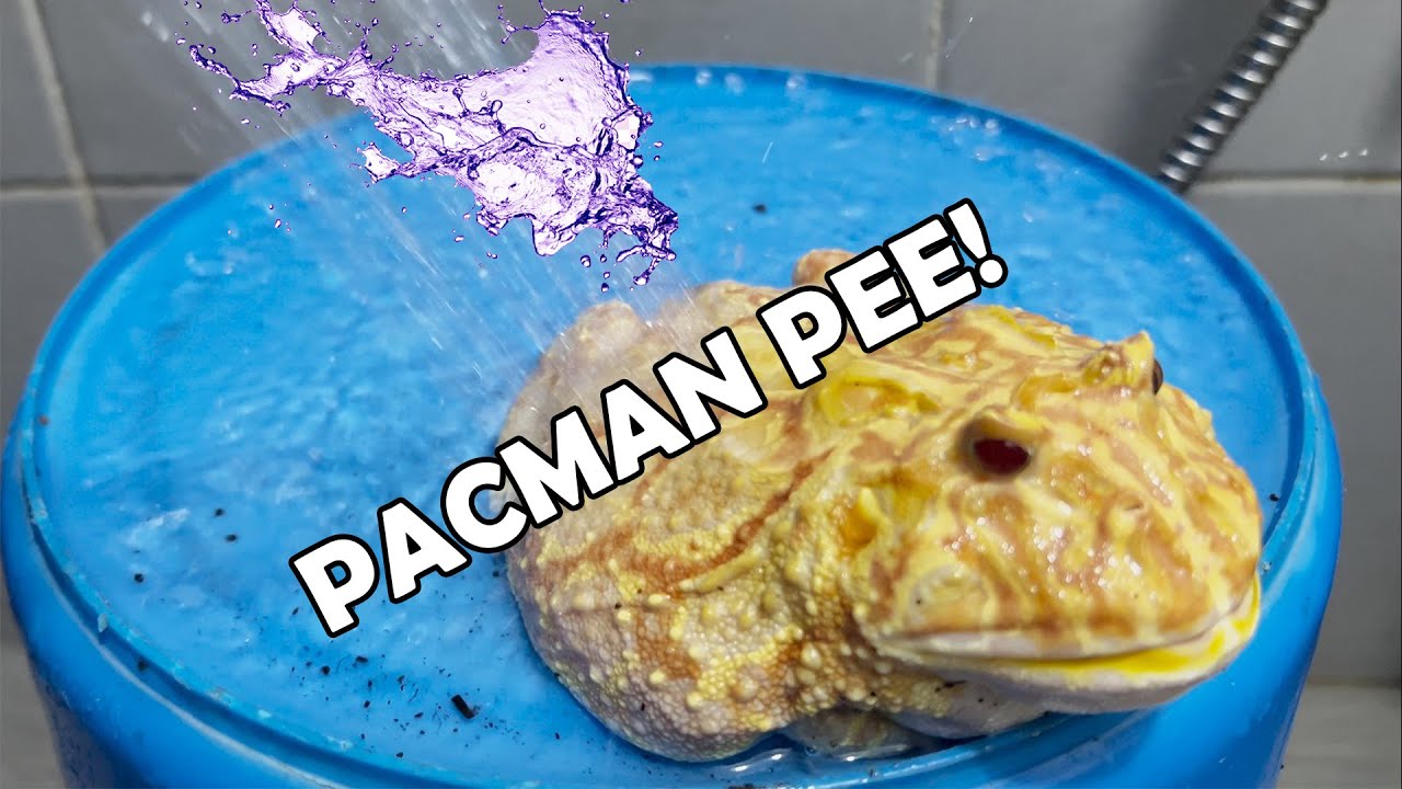Strawberry Pacman Frog Pee Explosion Surprise - YouTube