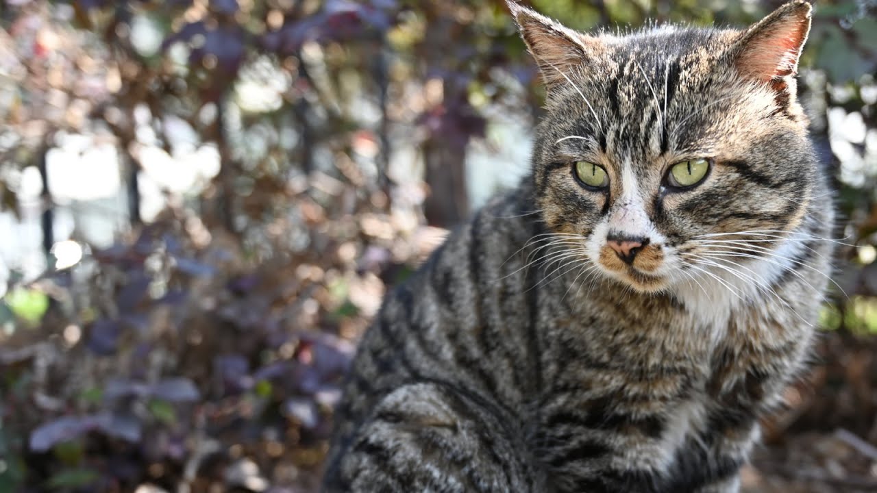 The strong Chinese tabby cat - YouTube