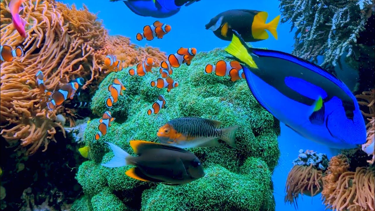 Deep Sea || Beautiful Undersea Nature Footages || - YouTube