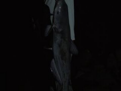how to catfish at lock dam 1 N C - YouTube