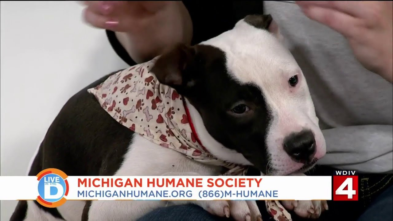 Live In The D: Michigan Humane Society Pet Adoption (Libby) - YouTube