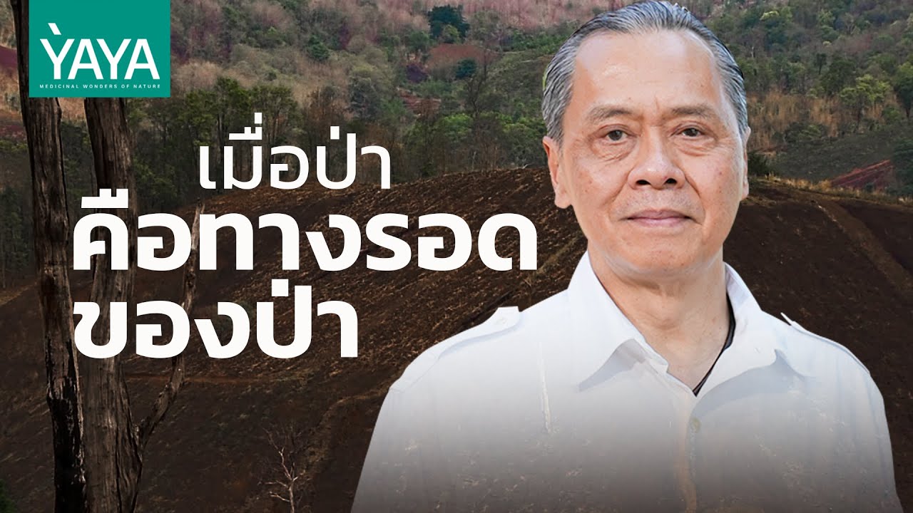‘หญ้ายา’ กับทางออกปัญหาป่าน่าน - YouTube