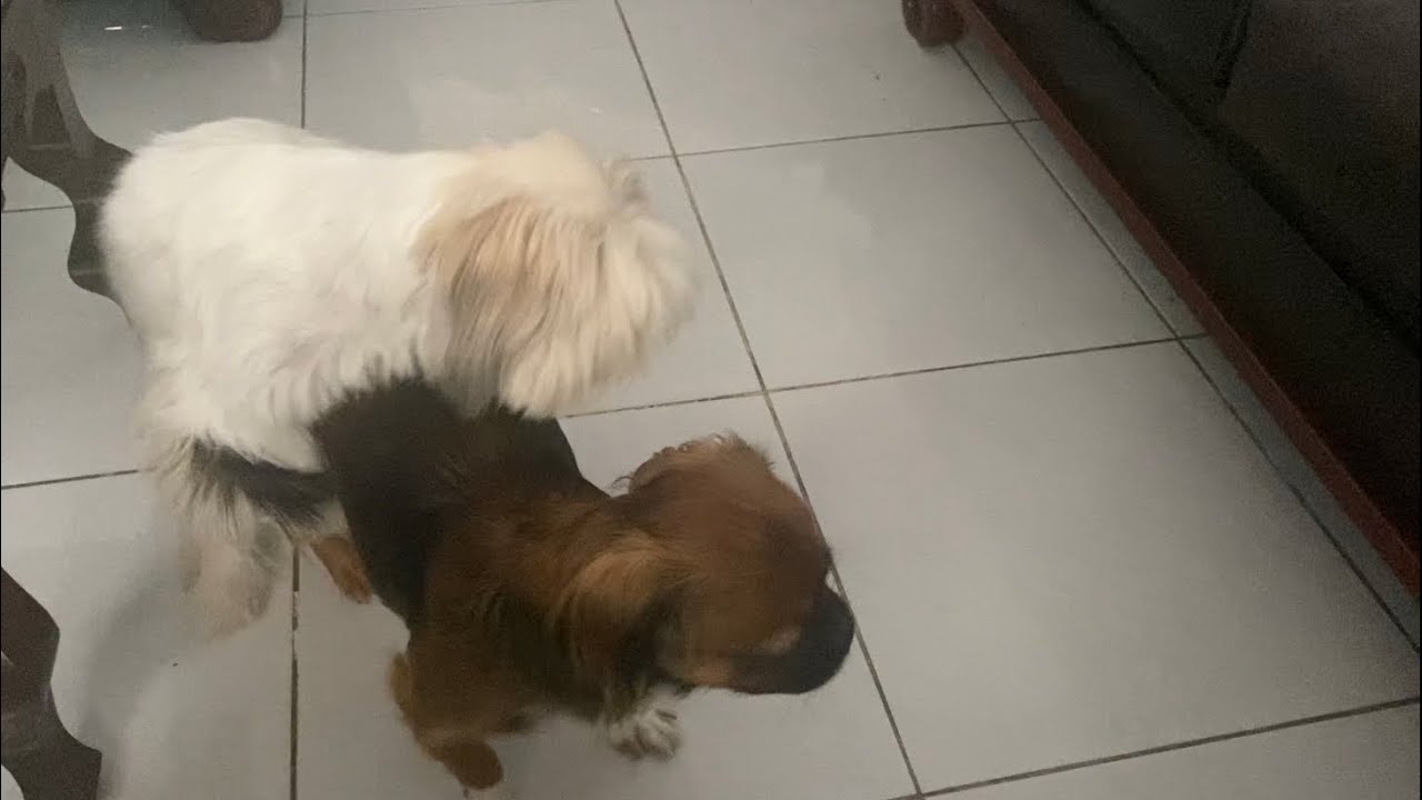 POR QUE una PERRA MONTA a otra PERRA - YouTube