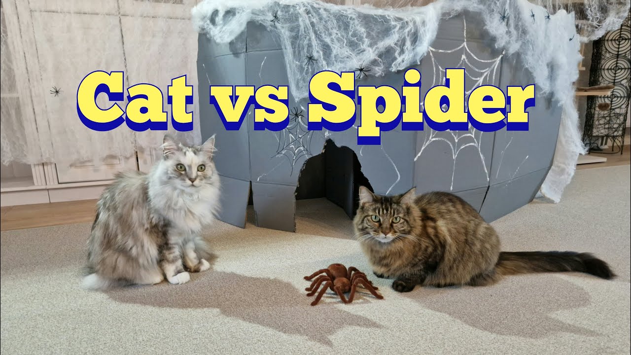 Cat vs Spider, Maine Coon - YouTube