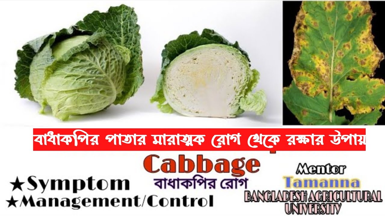 বাধাকপির পাতার রোগ || Alternaria leaf spot Disease of cabbage - YouTube