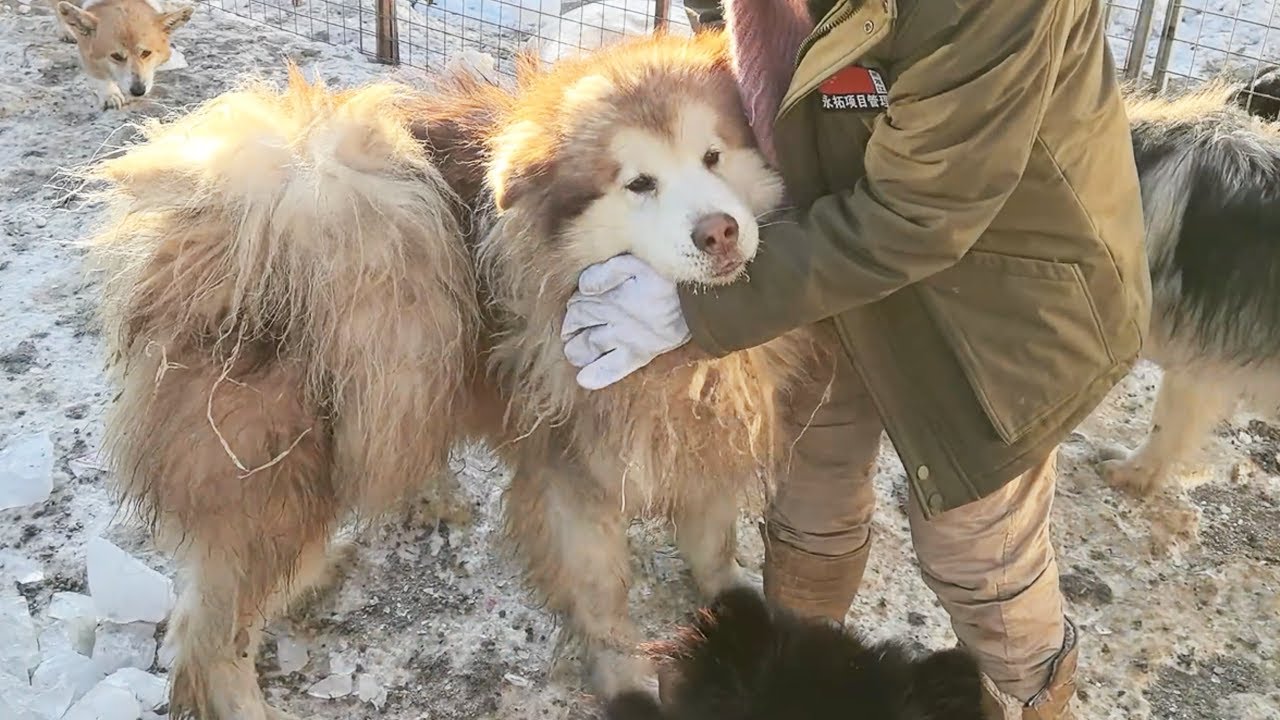 Heartless Owner was quick to sell his 4 Sled Dogs to meat truck when ...
