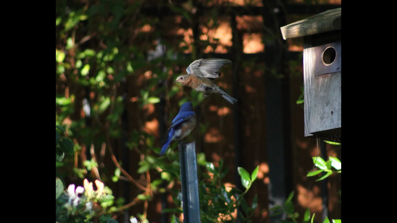 A Songless Sky -- The value of birds to the environment and the threats ...