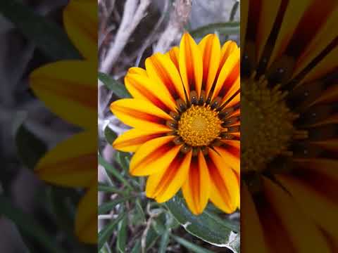 Flor Novia del Sol - YouTube
