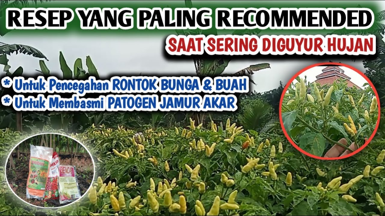 RESEP JITU!!! perawatan cabe paling tepat untuk mencegah rontok bunga ...