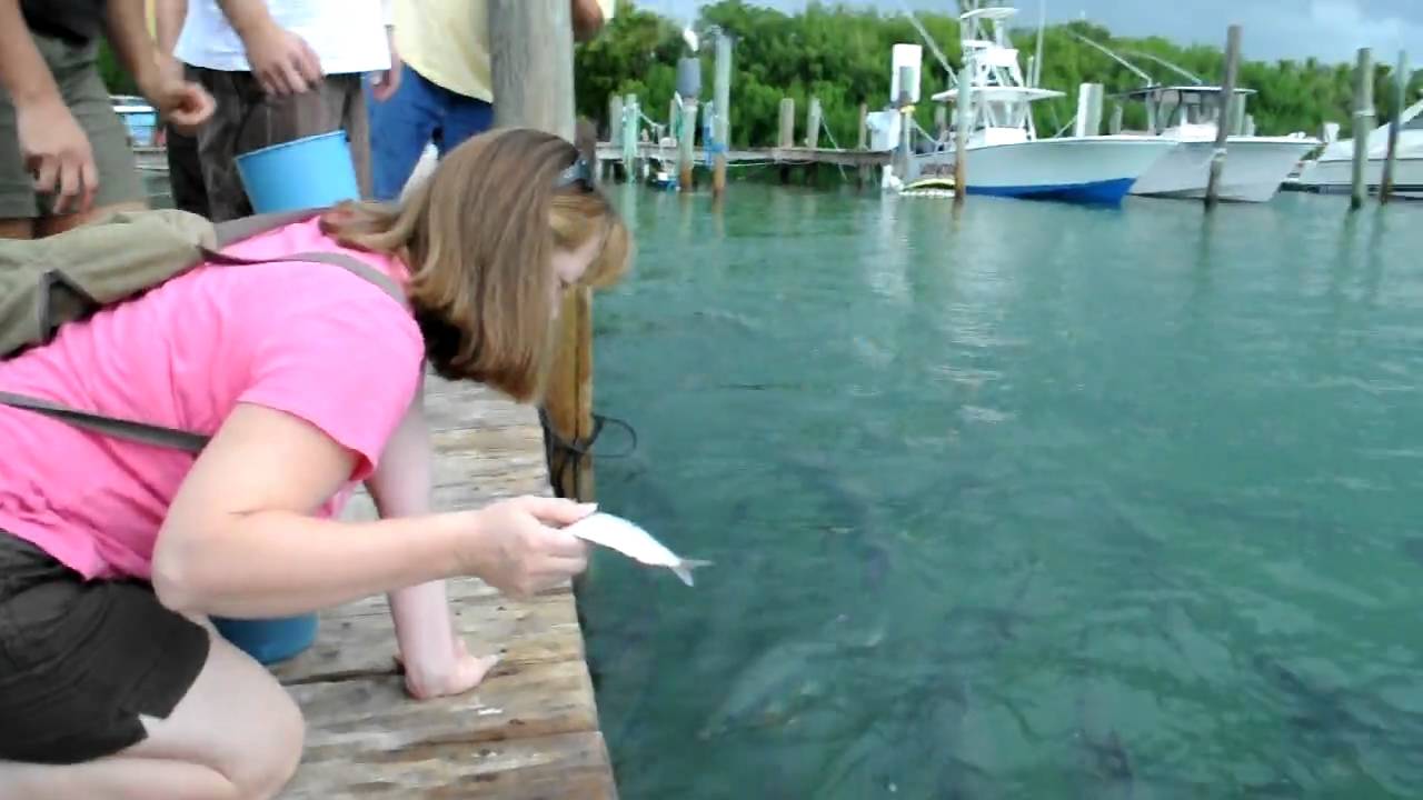 Tarpon Feeding _ Key Largo - YouTube