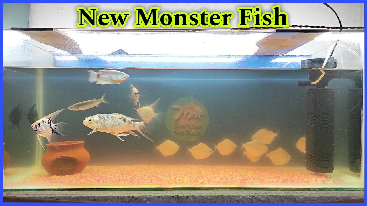 3 Feet Aquarium Me Koi Fish & River Fish Add Kar Diya (New Monster Fish ...