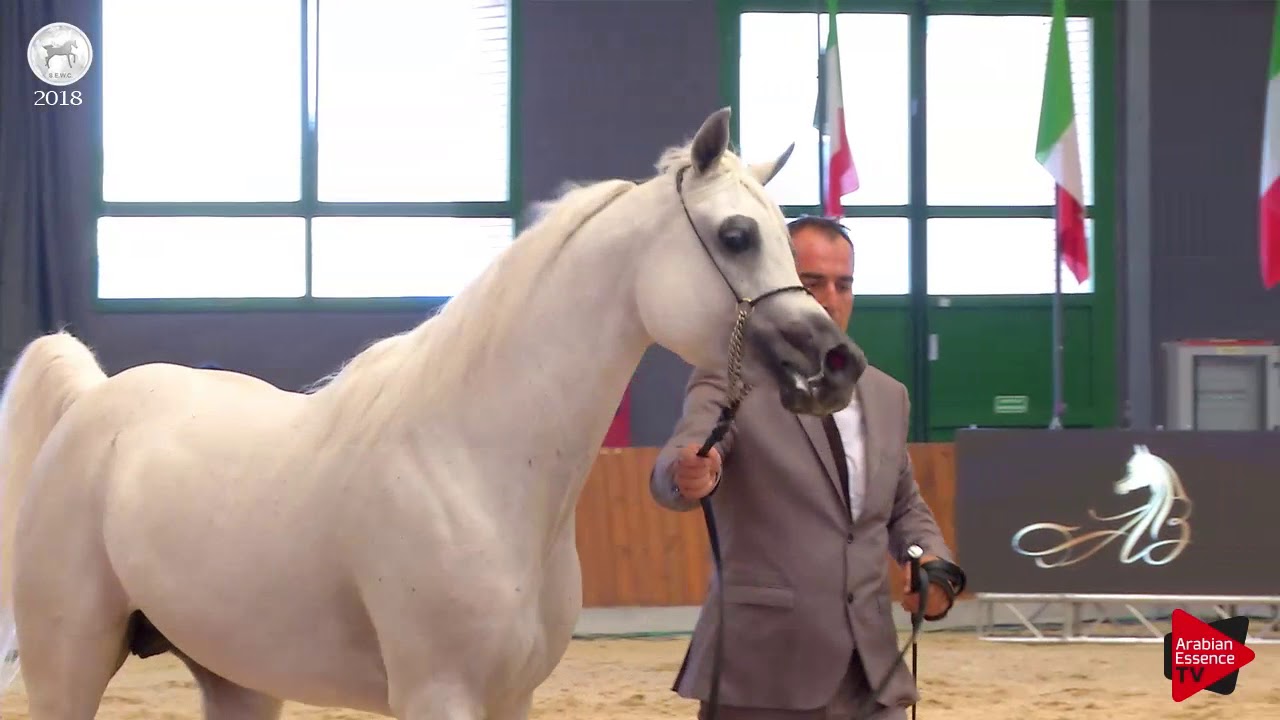 N.90 BASHIR AL RAYYAN - SEWC 2018 - Senior Stallions (Class 5B) - YouTube