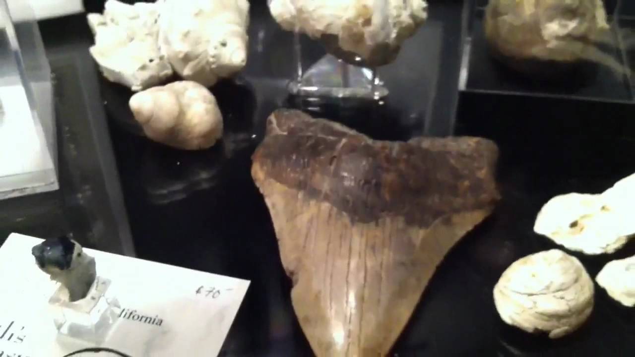A collection of Fossil Teeth and Shells - YouTube