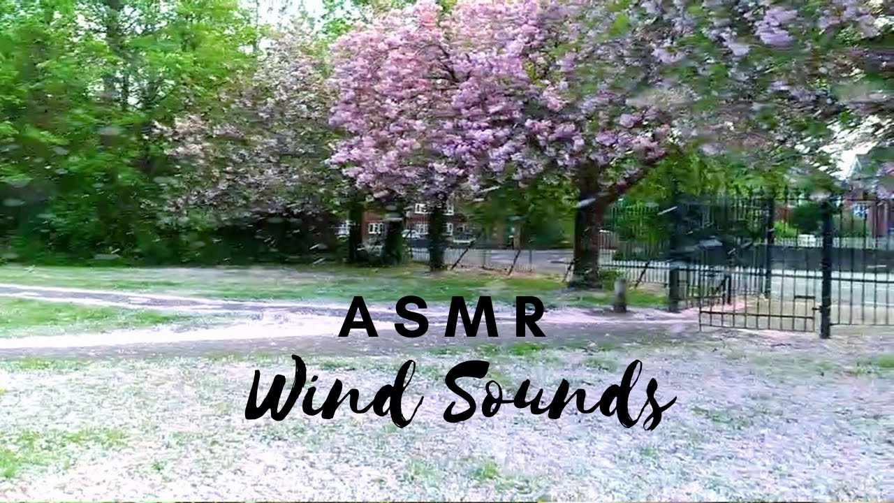 ASMR Wind sounds. Spring Cherry Blossom Petals falling. Calm nature ...