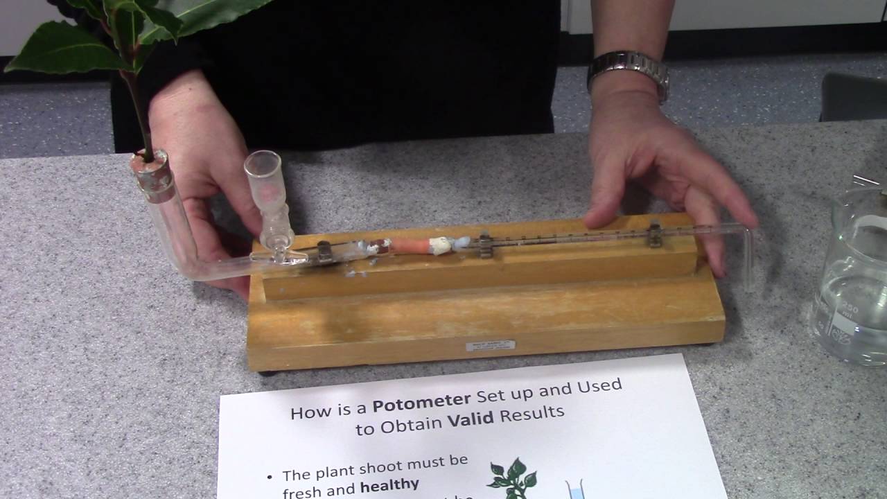 Potometer Transpiration Investigations - YouTube