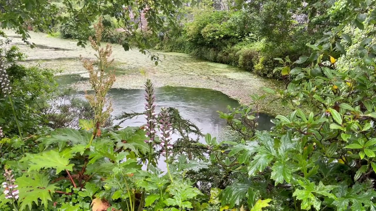 Rainy Day Pond for Sleeping Instantly | Falling Rain Sounds on Water ...
