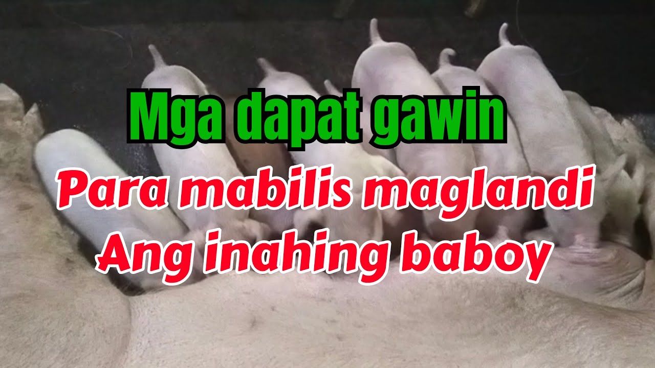 Ano ang gagawin para mabilis maglandi ang inahing baboy? - YouTube
