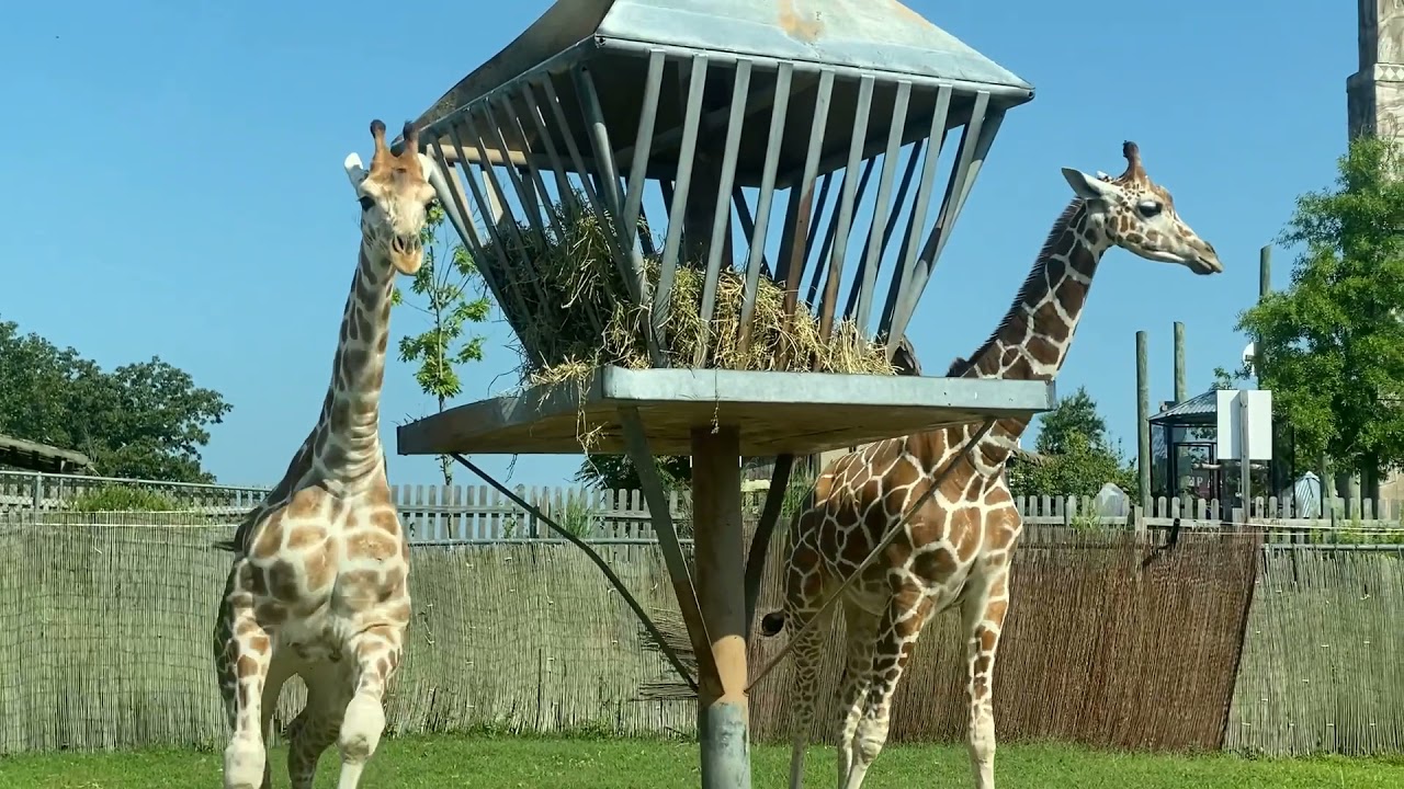 Wild Safari Drive-Thru Adventure | Six Flags Great Adventure | Jackson ...