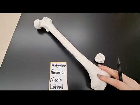 Anatomy of the Femur - Right or Left Femur ?- Made Easy! - YouTube