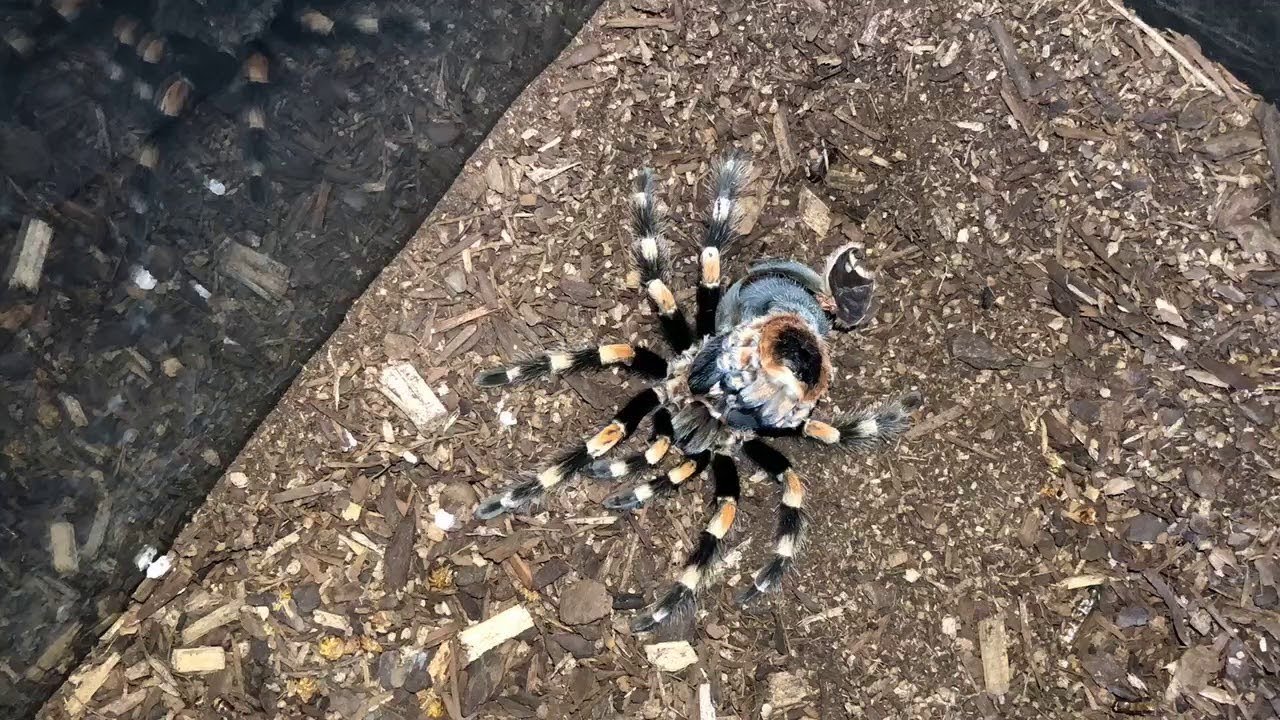 Mexican Red Knee Tarantula Molting Time-lapse || ViralHog - YouTube