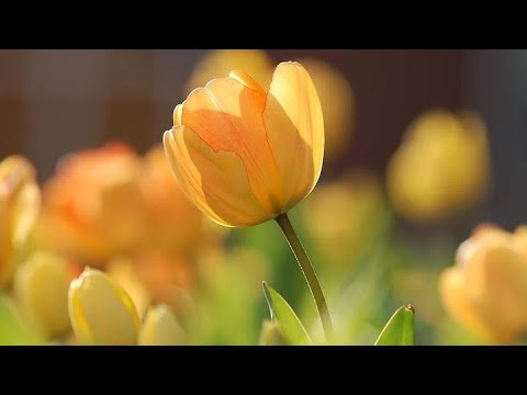 sarı lale resimleri yellow tulip sarı laleler