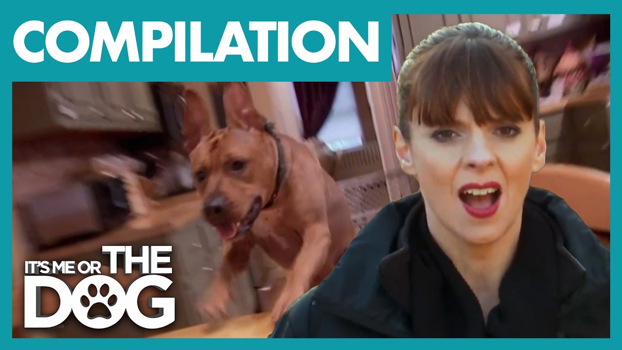 Chaotic Canines 🌀Victoria Helps Owners Calm These Unruly Dogs! | It’s ...