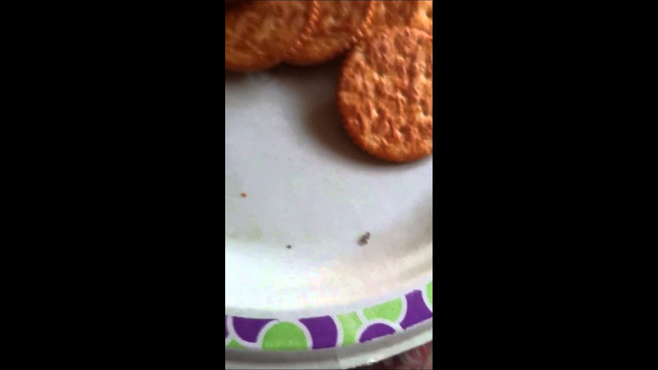 GUESS WHAT I FOUND IN MY RITZ CRACKERS! BUGS IN MY FOOD - YouTube