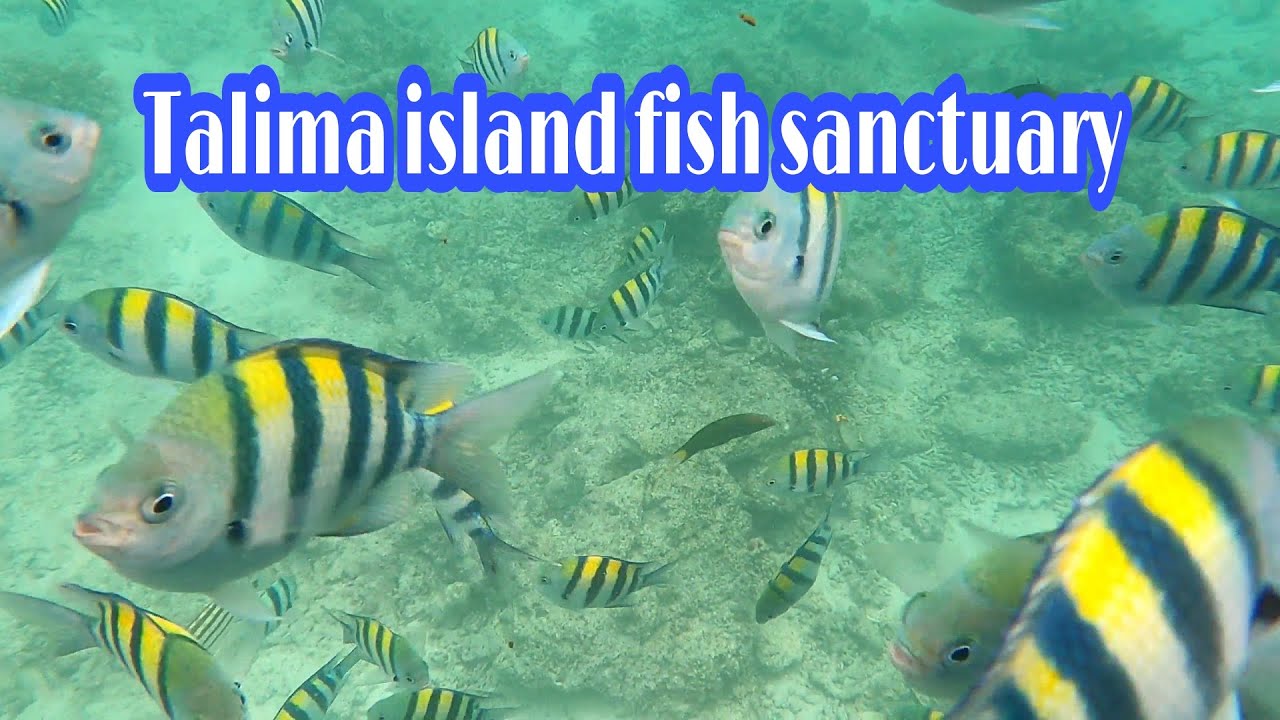 #Talima #island underwater beauty/ We went snorkeling & swimming/6.14. ...