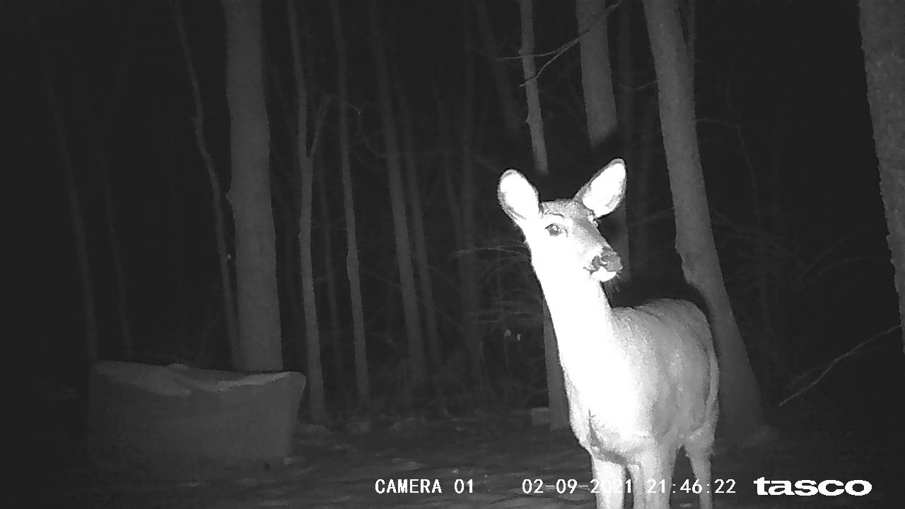 Deer Posing in the spotlight - YouTube