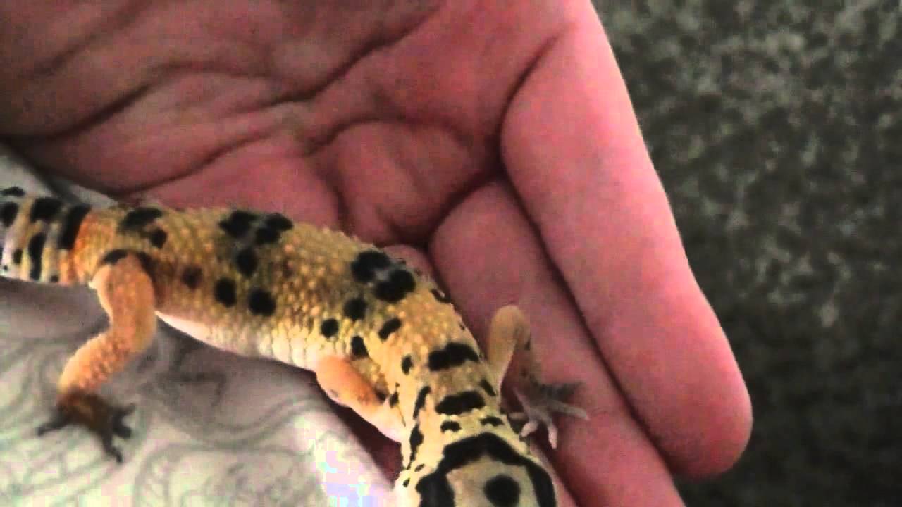how to hand train your leopard gecko - YouTube