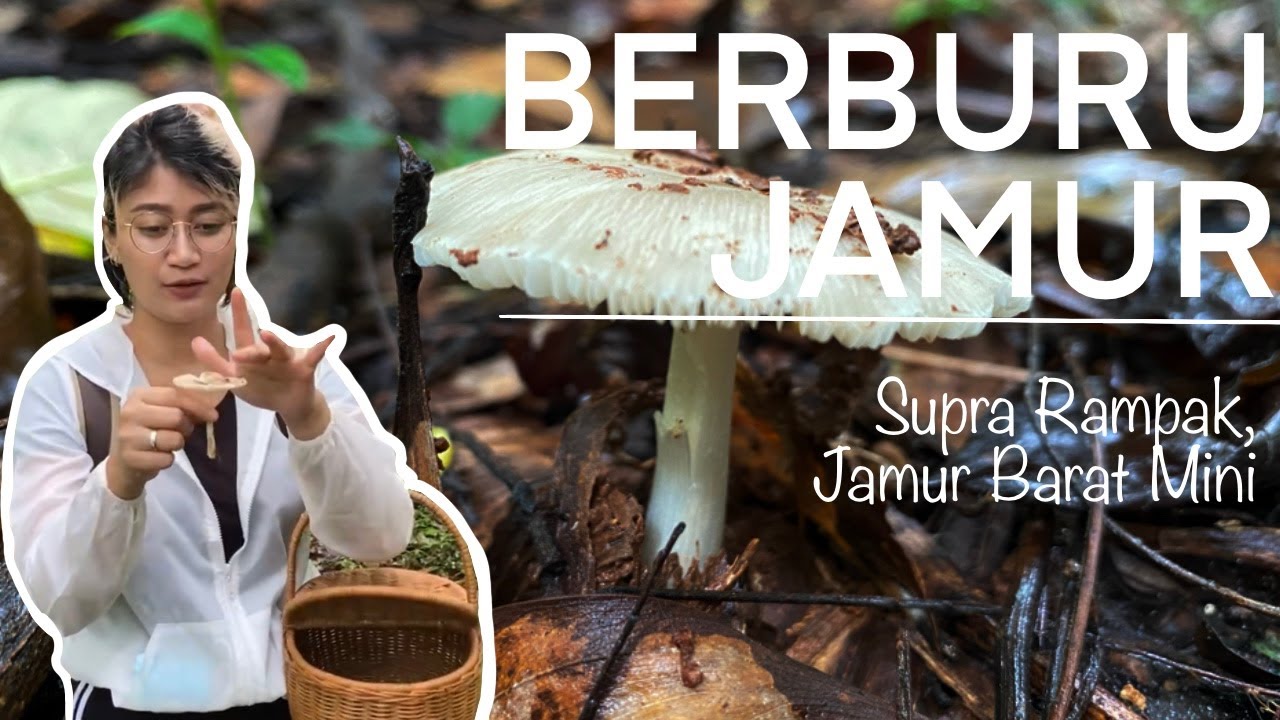 #9 BERBURU JAMUR DI HUTAN | Musim Supa Rampak (Jamur Barat Kecil) - YouTube