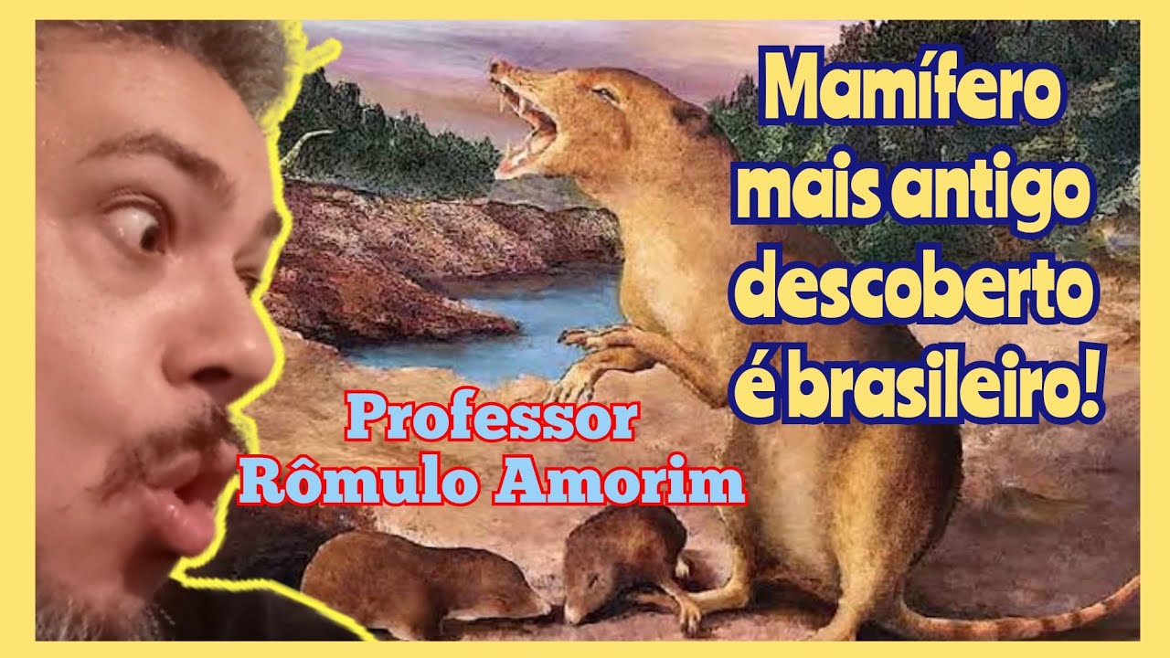 MAMÍFERO MAIS ANTIGO DESCOBERTO É BRASILEIRO - Brasilodon ...