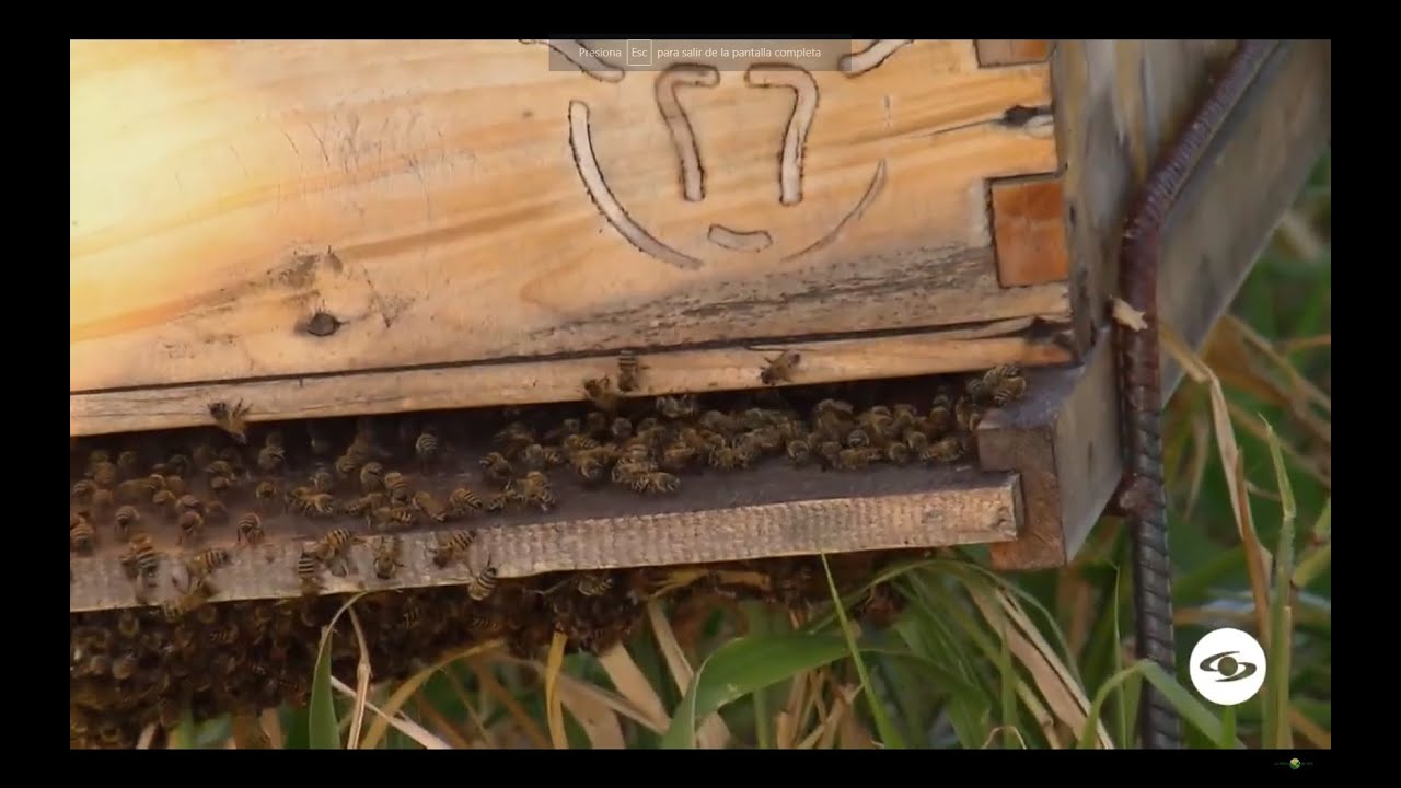 Apicultura: conozca cómo se están recatando abejas en Chía ...