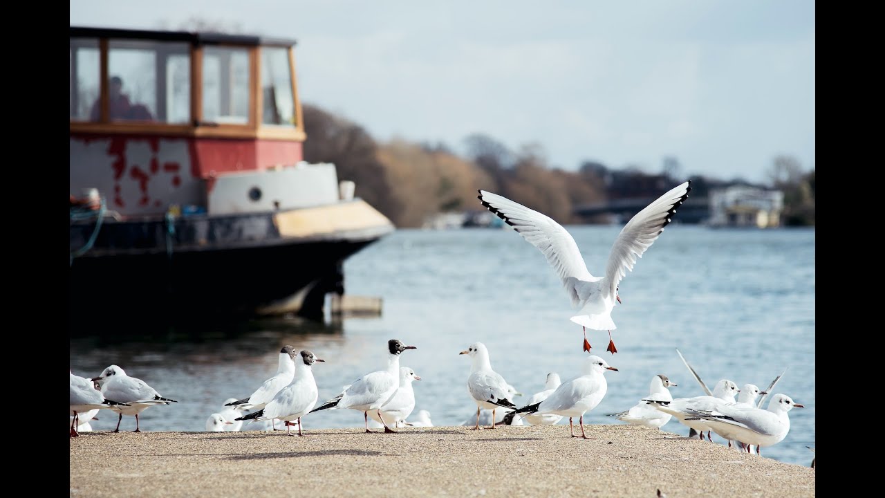Sea gull invasion in Leiden- Netherlands #seagull #seagulls - YouTube