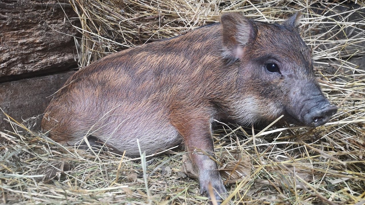 #Csüngőhasu #vietnami #malac?! #Vietnamese #pig to the #farm!? 😲 😱 ️ ...