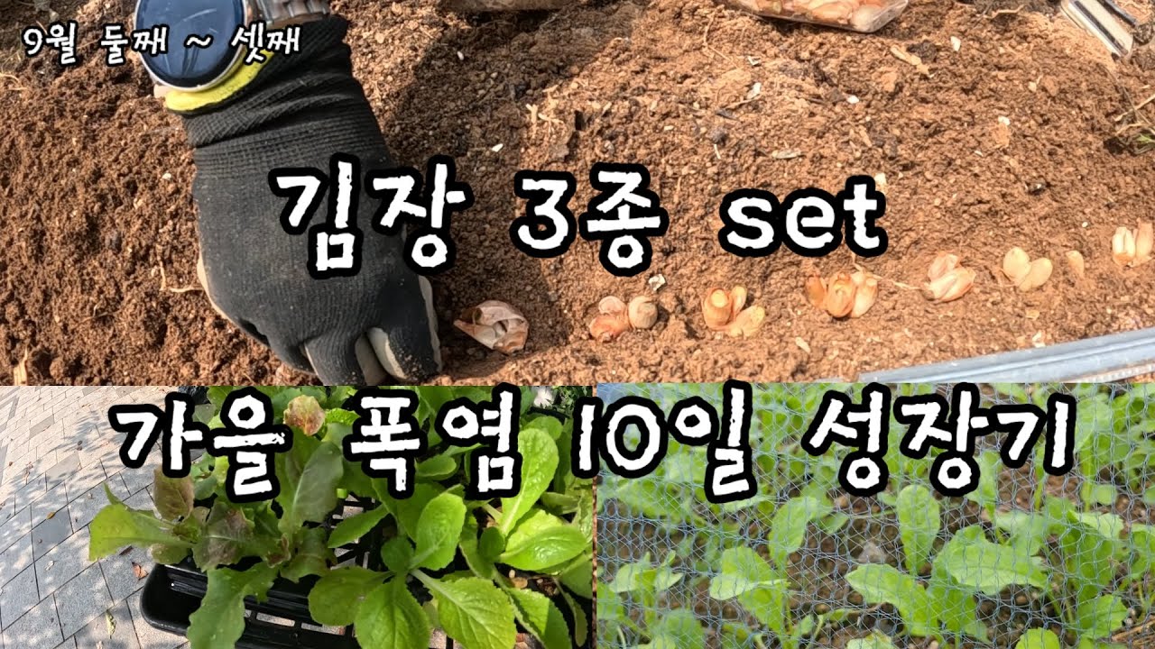 240903 텃밭 3종 Set 성장기 무 쪽파 배추 양배추 무 씨앗 파종파종 후 10일간의 성장기 Youtube